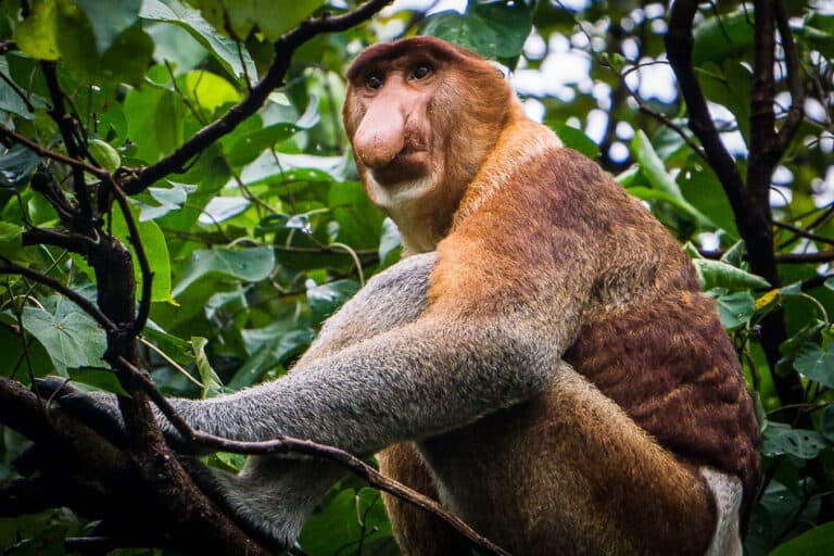 Bako National Park: the complete guide for your visit · The Global ...