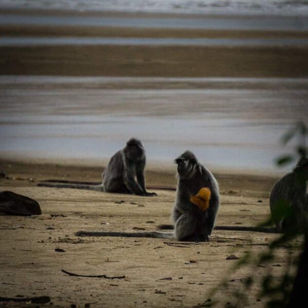 Bako National Park: the complete guide for your visit · The Global ...