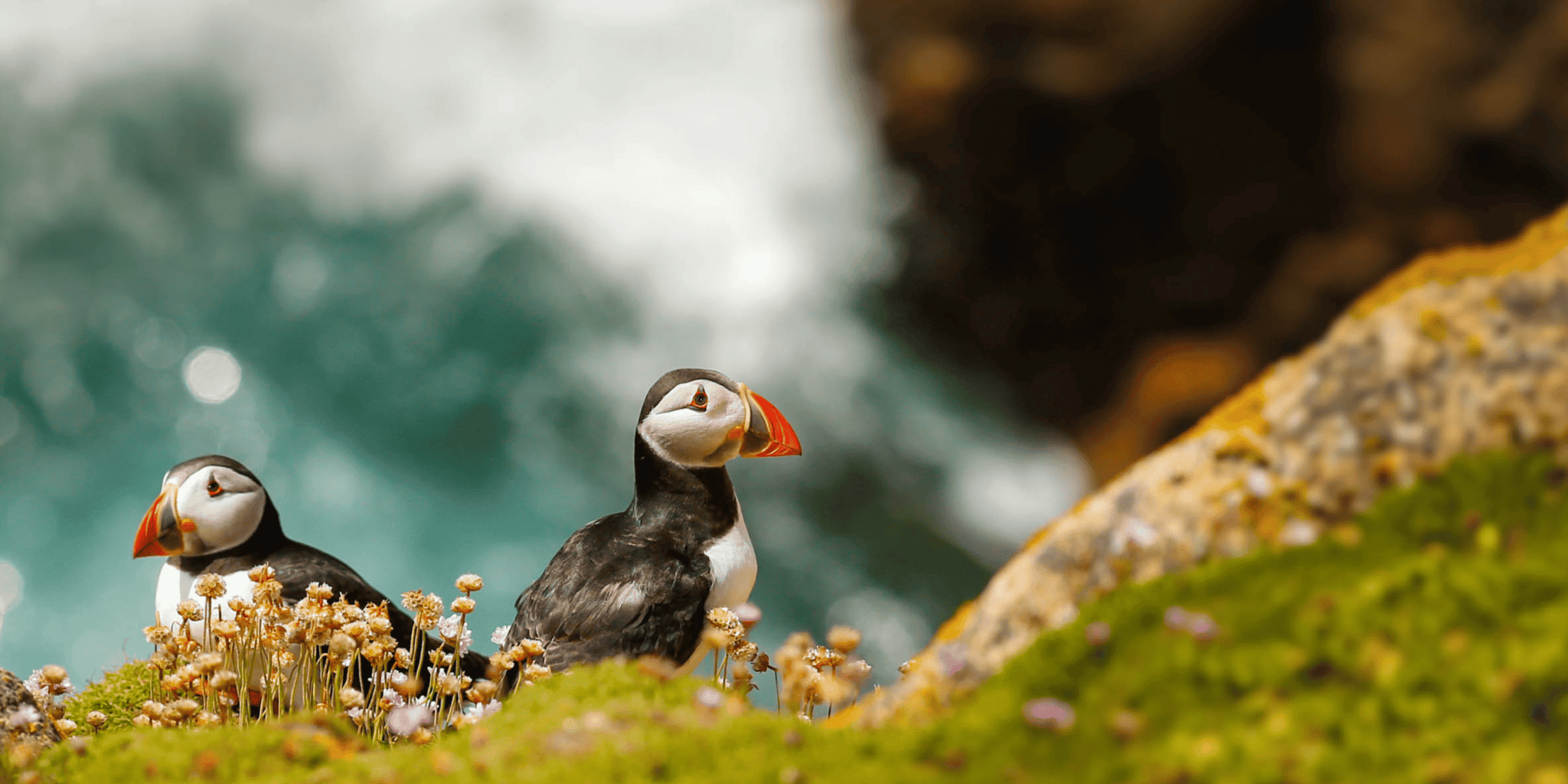 Whale watching in Iceland: a guide to the best spots and tours · The ...