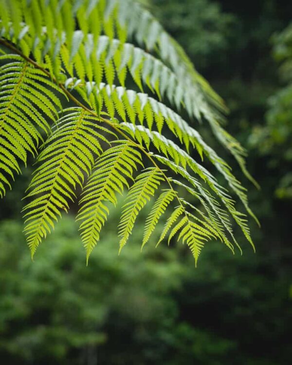 What to do in Sidemen, a hidden gem in Bali · The Global Wizards ...